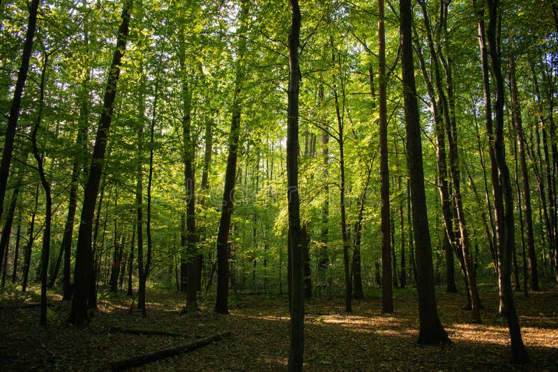 Old Deciduous Forest Illuminated by the Sun`s Rays Stock Image - Image ...