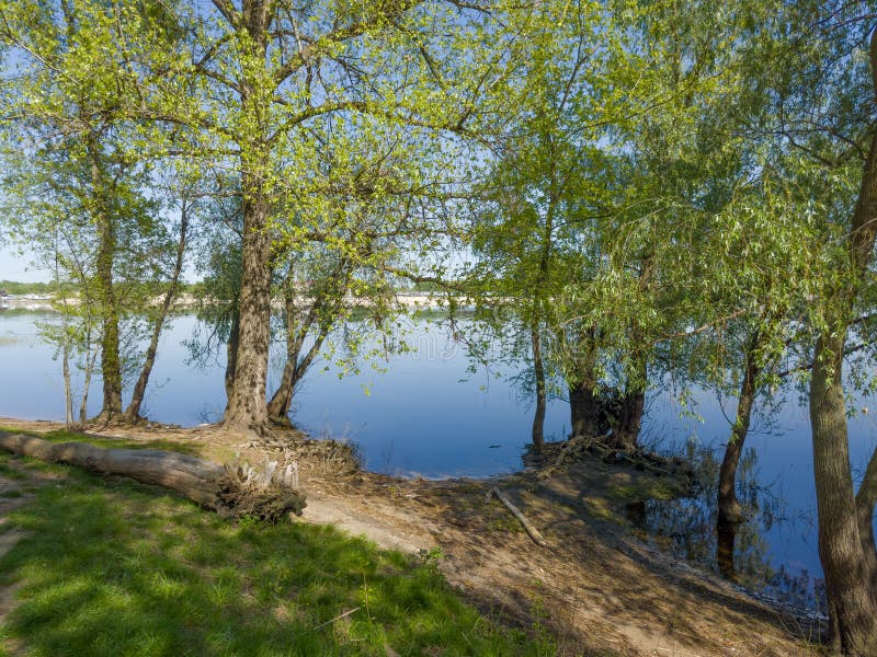 Old Deciduous Trees on River Bank with Snag on Foreground Stock Image ...