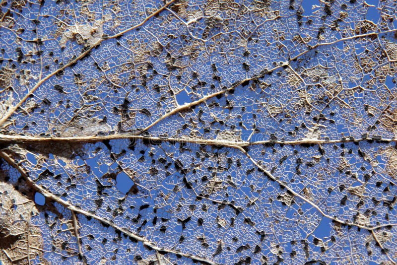 Leaf ribs and veins stock image. Image of shape, contrast - 32289839