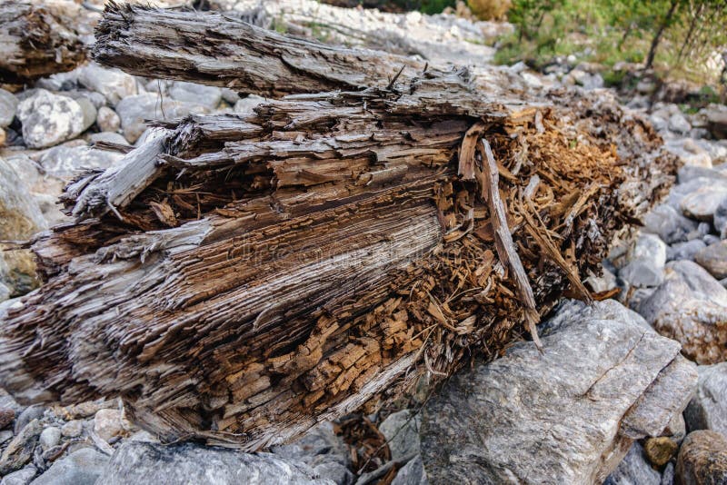 147 Tree Breaking Wall Photos - Free & Royalty-Free Stock Photos from ...