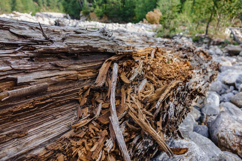 An Old Decrepit Tree Rotting on the Stones. Stock Photo - Image of ...
