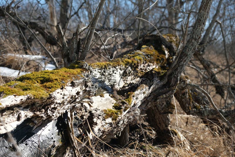 Old Decrepit Tree Trunk on the Ground Stock Photo - Image of nature ...