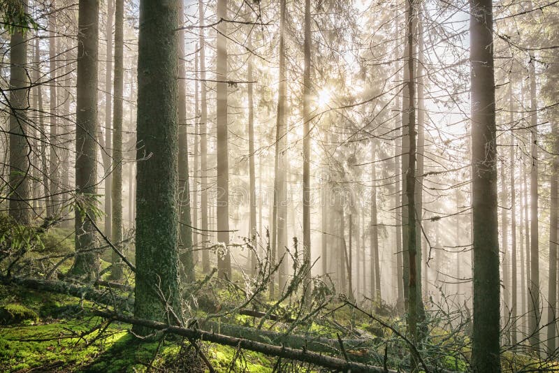 Old Deep Misty Forest with Sun Rays. Stock Photo - Image of mystical ...