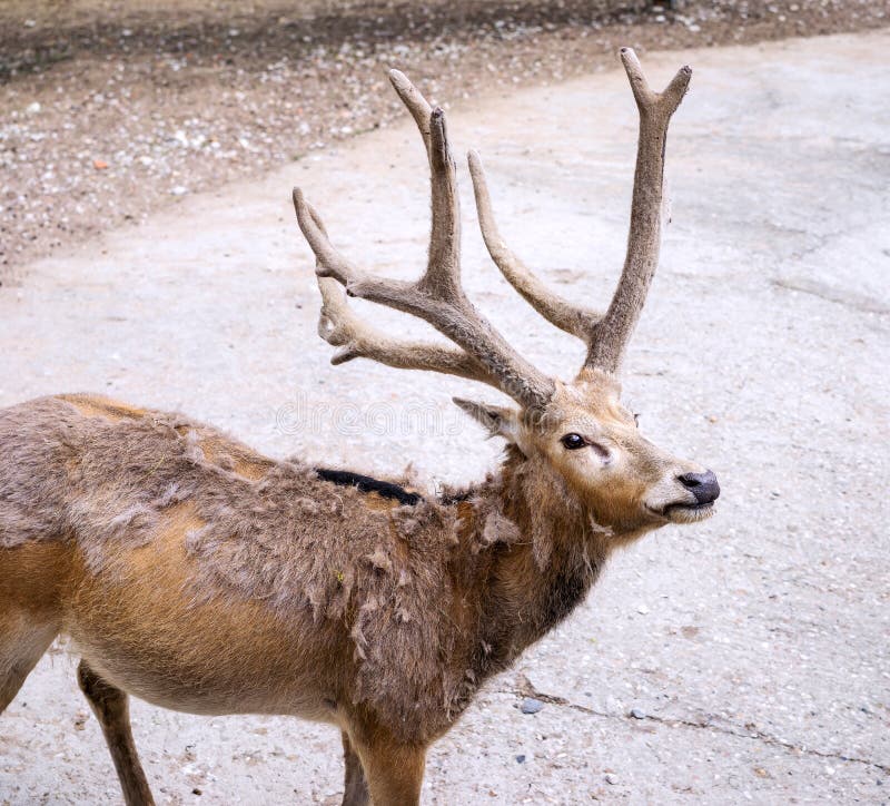 Old deer in aviary stock photo. Image of antler, moult - 45276116