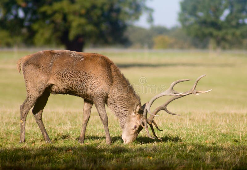 Old deer graze at glade stock image. Image of deer, animal - 6937559