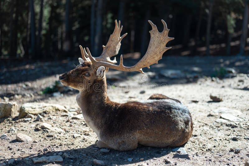 An Old Deer in the Pyrenees Sitting on the Ground in the Parc Animalier ...