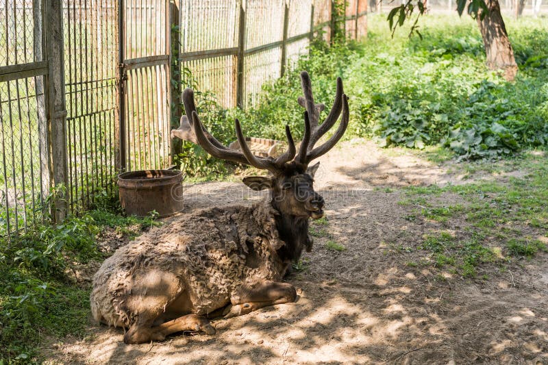 Old Deer Resting in the Shade Stock Image - Image of deer, pasture ...