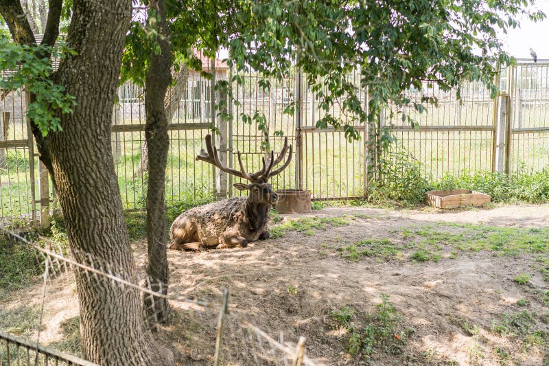 Old Deer Resting in the Shade Stock Image - Image of beast, educational ...