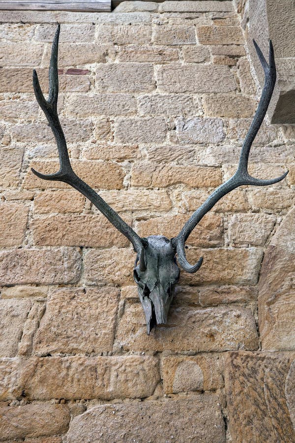 Old Deer Skull with Horns Hanging on Wall Stock Image - Image of horned ...