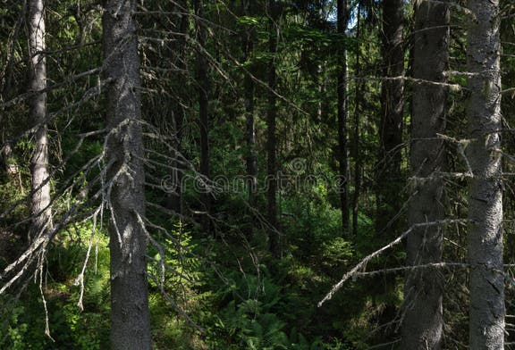The Old Dense Impassable Forest of the Island of Valaam Stock Photo ...
