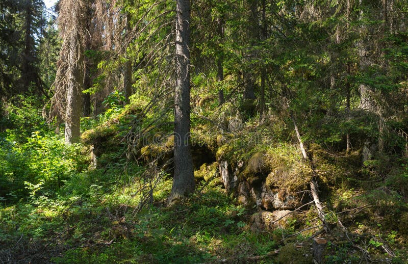 The Old Dense Impassable Forest of the Island of Valaam Stock Photo ...
