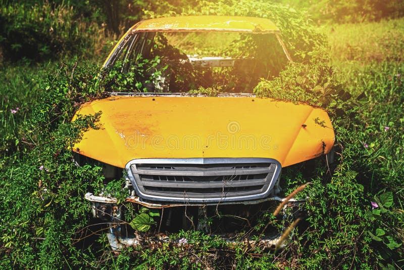 Old Car Inside the Thickets of Grass Stock Photo - Image of nature ...