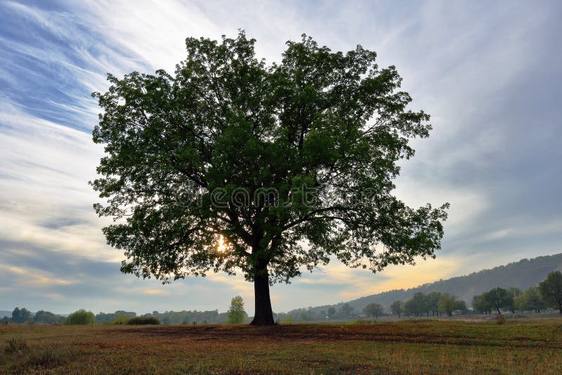 Old Detached Oak Tree at Sunset in Autumn Stock Image - Image of sunset ...