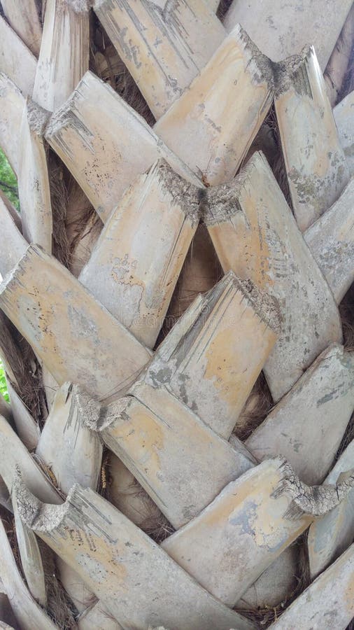 Woven Bark Splint Pattern stock photo. Image of pattern - 71227748