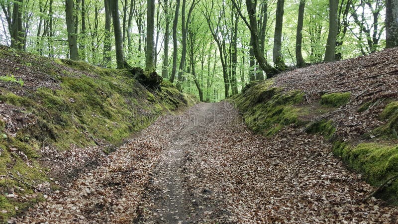 The old dirt road stock image. Image of beech, spring - 135403665