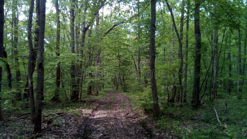 Old Dirt Road in the Forest Stock Photo - Image of road, trail: 218960872