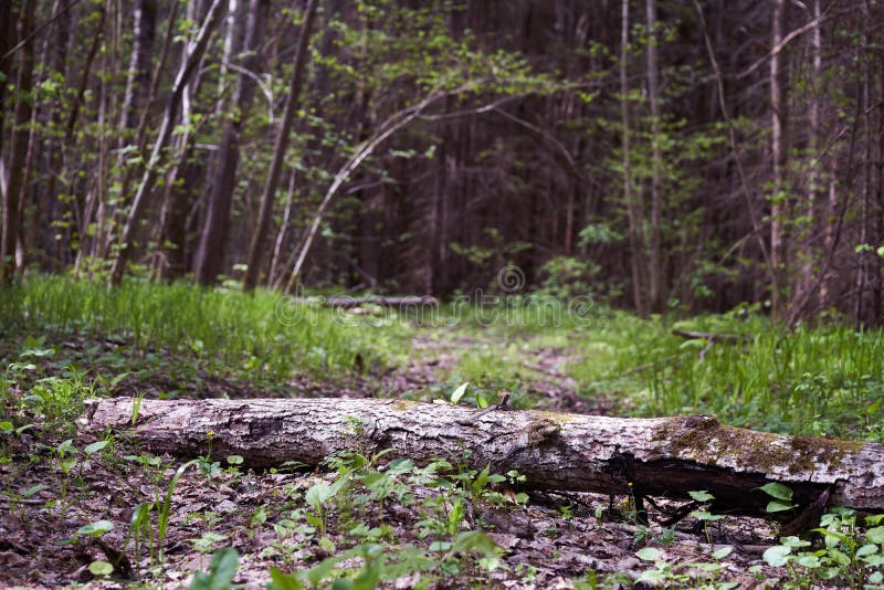 An Old Dirt Road in the Middle of the Forest with a Log Blocking the ...