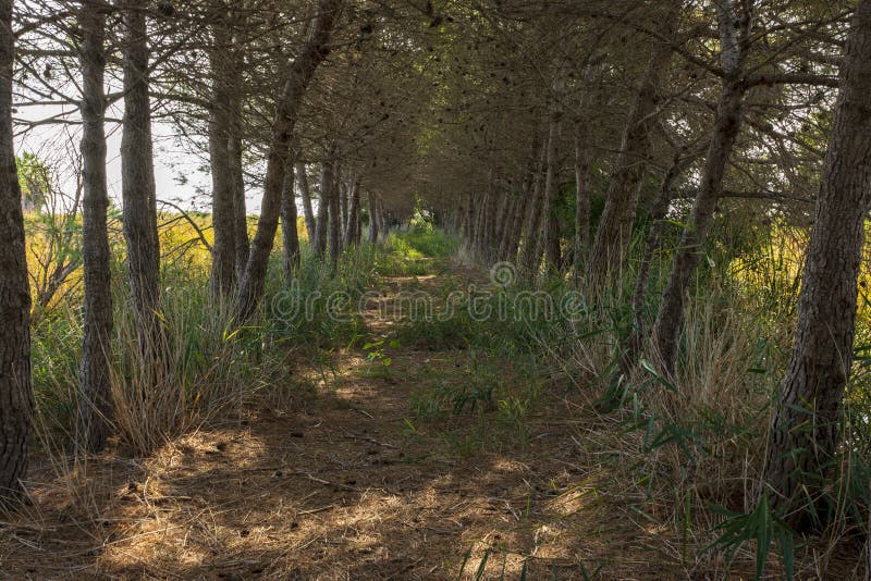 An Old Dirt Road through the Pine Forest Stock Image - Image of sunny ...