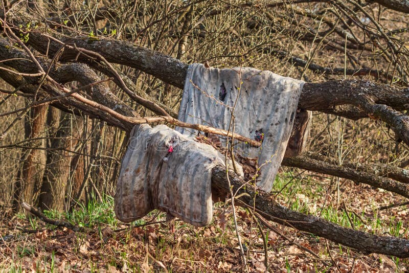 An Old Dirty and Rotten Mattress Hangs on the Branches of a Tree ...