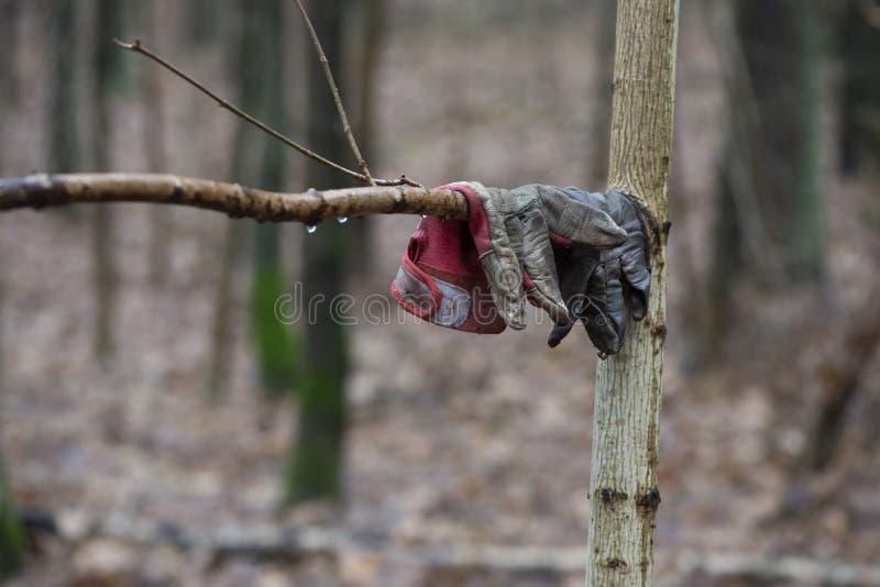 Old Dirty Work Gloves Left after Work on Tree Branch Stock Photo ...