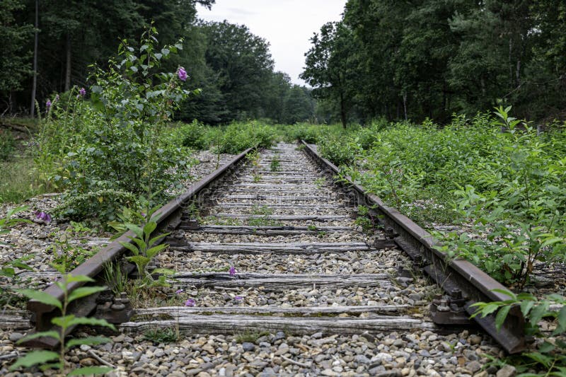 Old Disused Rails in the Gravel in the Forest Stock Image - Image of ...