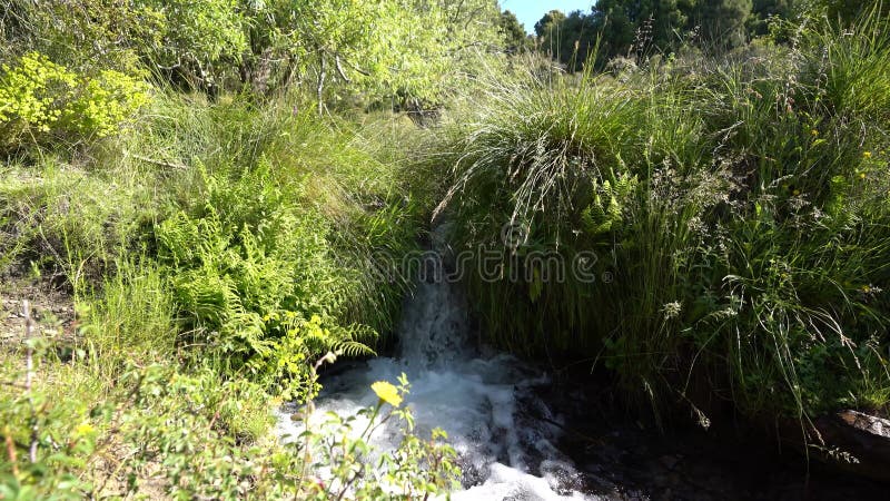 Old Ditch of Water for Irrigation Stock Video - Video of ditch, water ...
