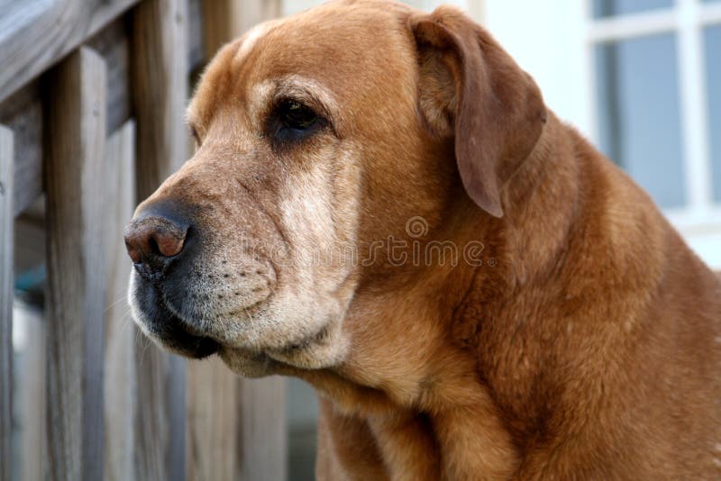 Old Dog Picture. Image: 6905216