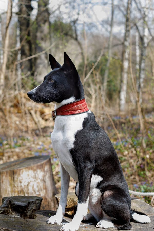Old Dog Basenji with a Gray Muzzle. Large Portrait Stock Image - Image ...
