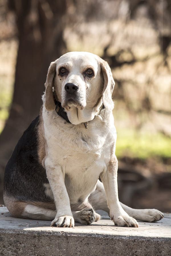 Old Dog Beagle with Tender Look Stock Photo - Image of straight ...
