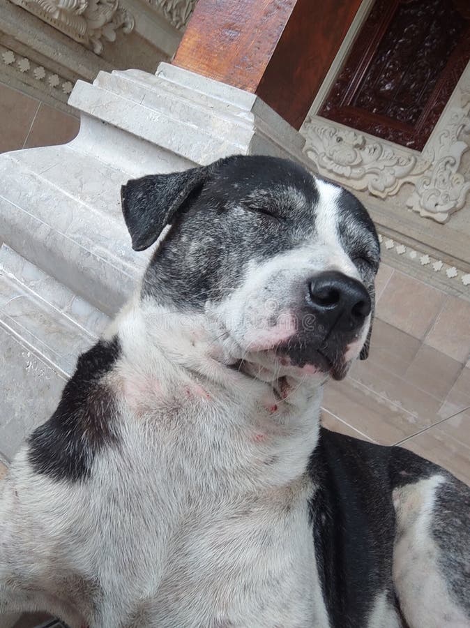 Old Dog, Charismatic and Dashing. with Full Experience Stock Image ...