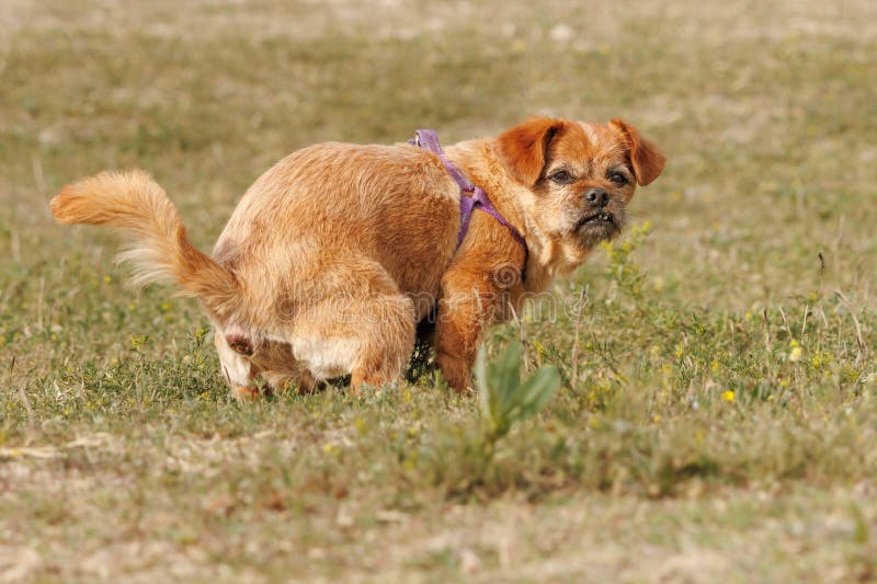 Old Dog Defecating on the Grass while Looking at the Camera Stock Photo ...