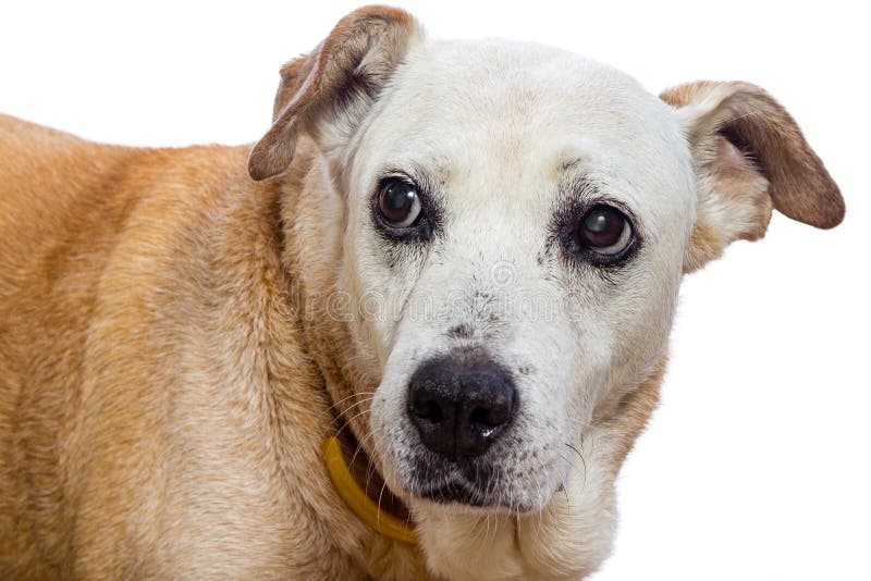 Old Dog with Concern Look on White Background, Sad, Remorse Stock Image ...