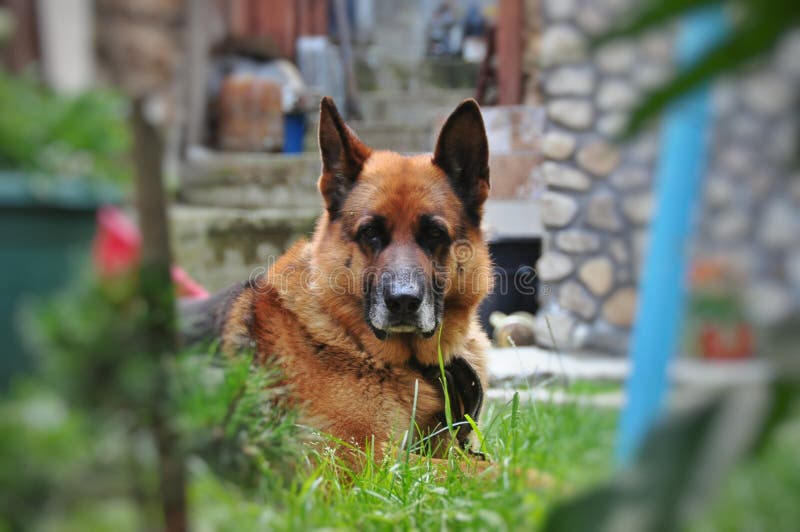 Old Dog German Shepherd Resting Stock Image - Image of face, farm: 56851667