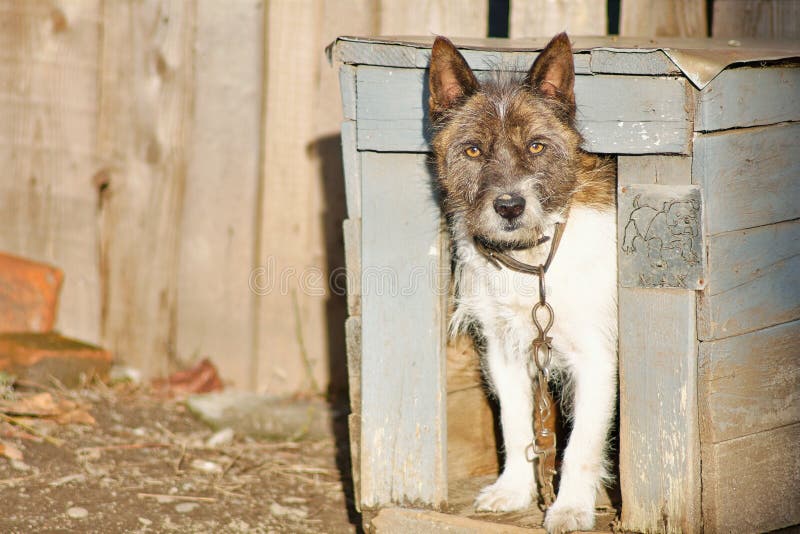 Old dog in a kennel stock image. Image of house, peaceful - 63834869