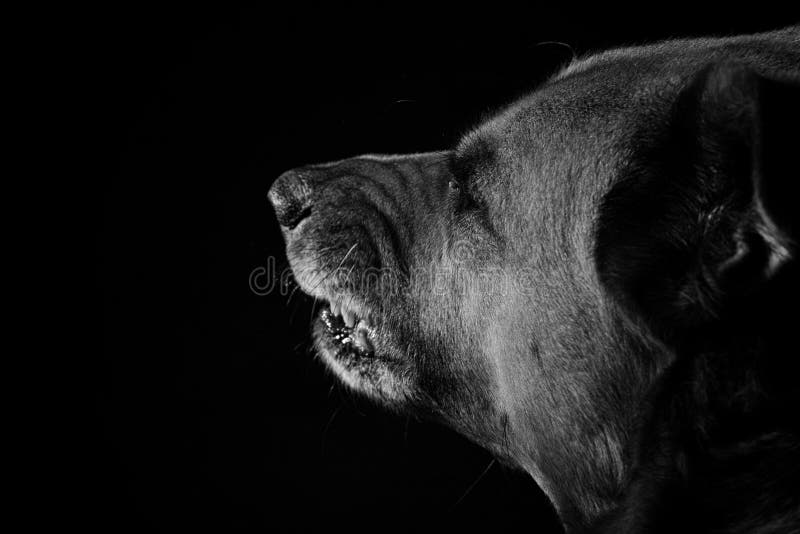 Snarling dog stock image. Image of growling, vicious, protective - 54945