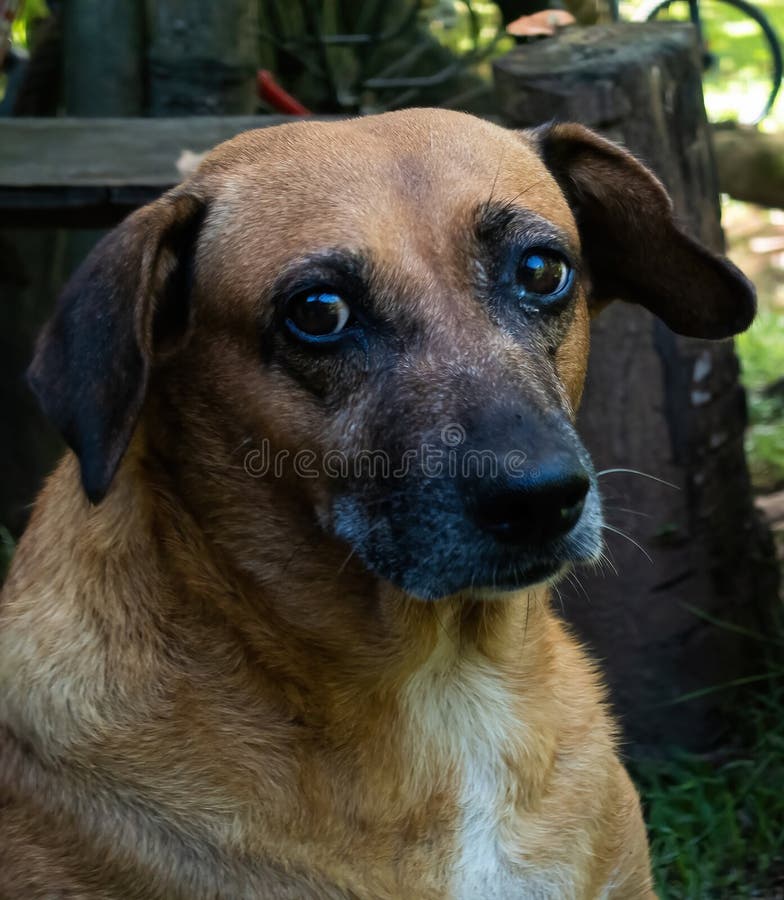 Old Dog with Sad Look. Abandoned Animal Stock Photo - Image of rescue ...
