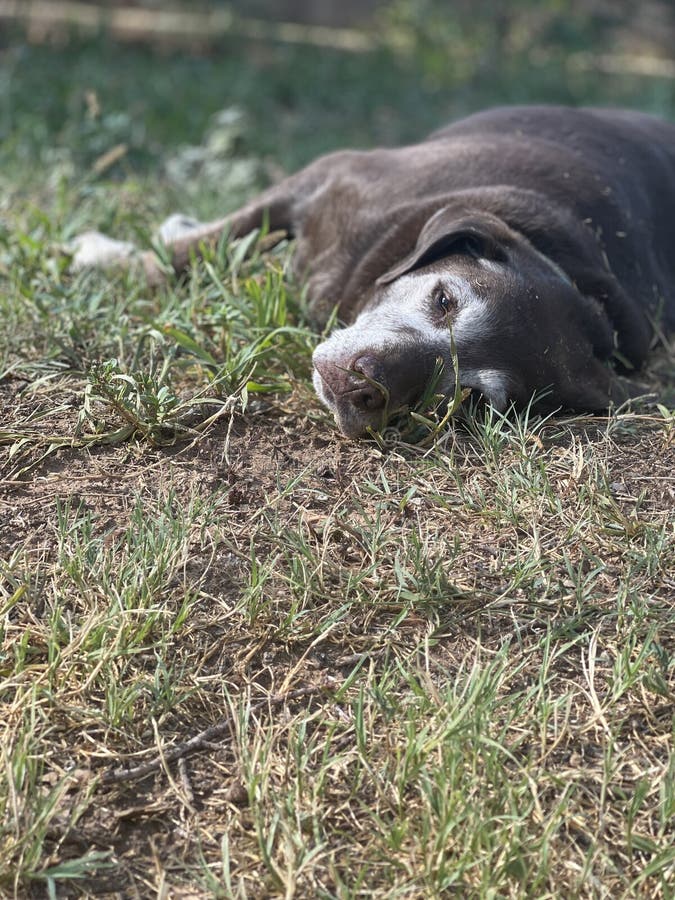 An old dog stock photo. Image of puppy, chocolate, aging - 253579216
