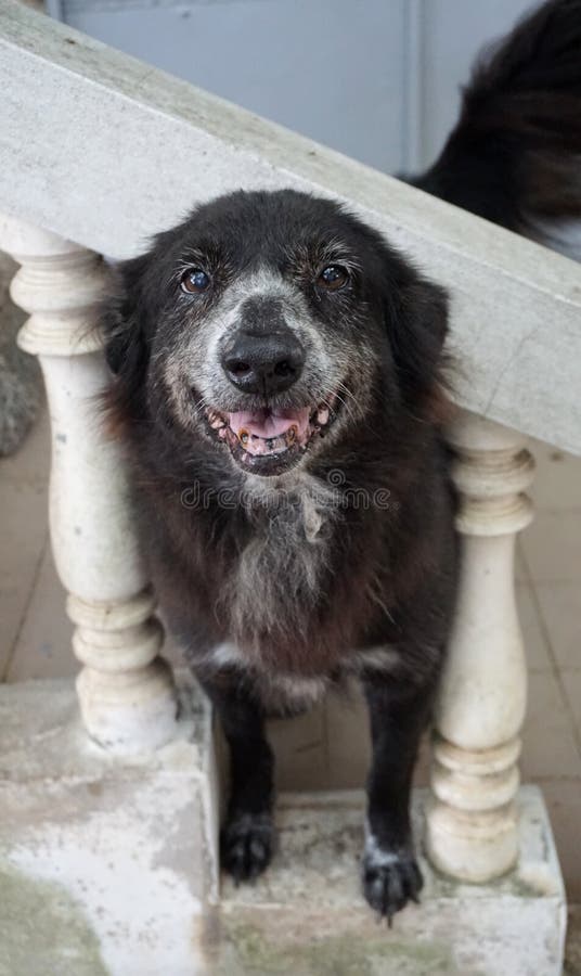 Old dog smile at stair stock image. Image of looking - 254910385