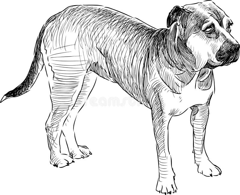 Old dog stock vector. Illustration of sketch, tail, purebred - 33636663