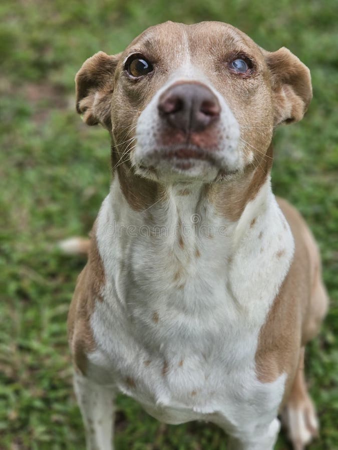 Old Dog Waiting for Affection from His Owner Stock Image - Image of ...