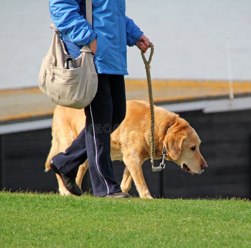 Walkies? Picture. Image: 85175761