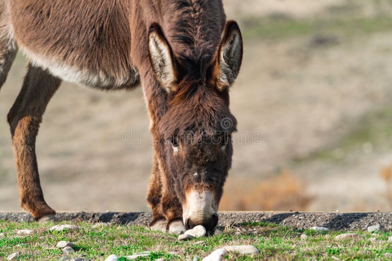 Old donkey grazes by road stock image. Image of pasture - 174319459