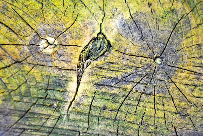 Double Stump Wood Texture Stock Photos - Free & Royalty-Free Stock ...