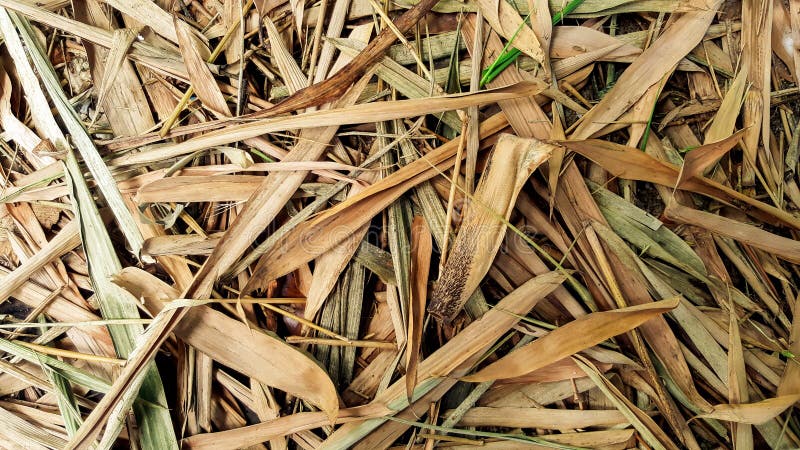 657 Dried Bamboo Leaves Texture Stock Photos - Free & Royalty-Free ...