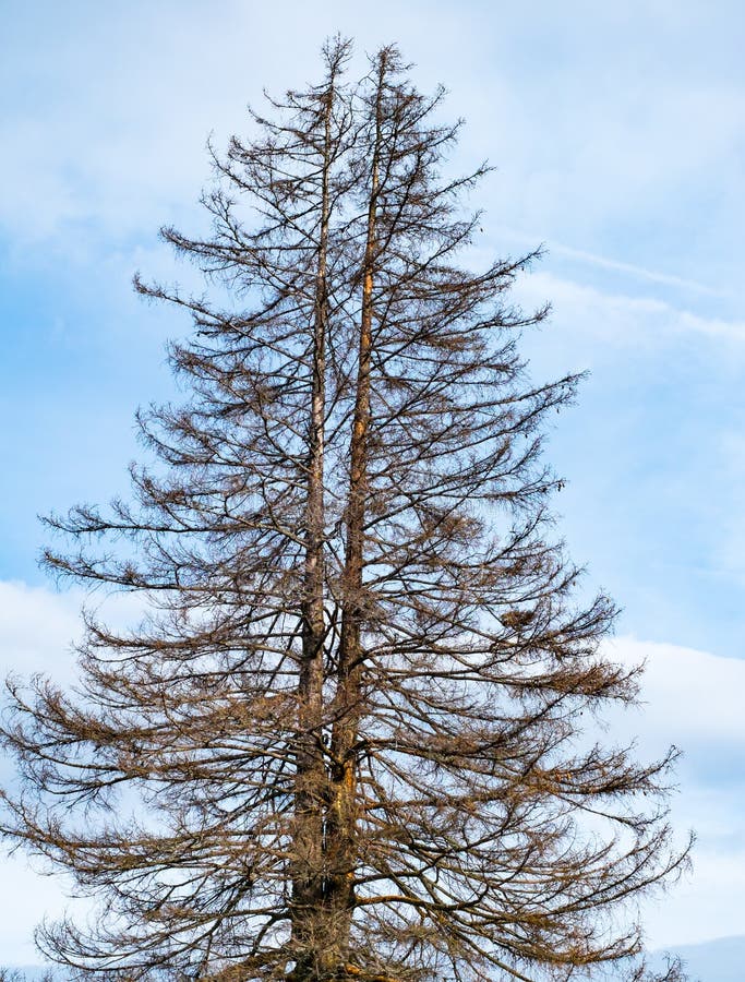 Old Dried Big Fir Tree in Nature Stock Photo - Image of hiking, bark ...