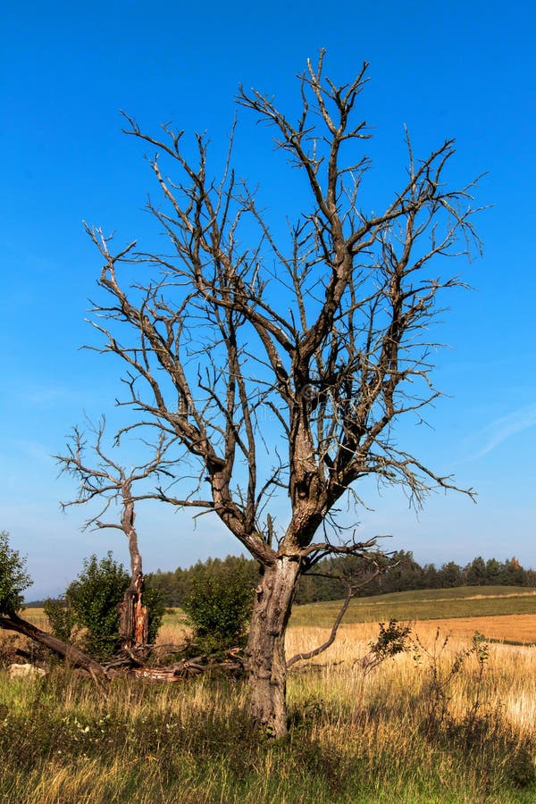115 Scary Apple Tree Stock Photos - Free & Royalty-Free Stock Photos ...