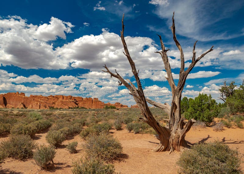 An Old Dried Out Tree in the Middle of Desert Stock Image - Image of ...
