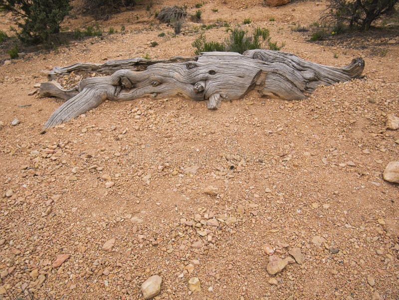 An Old Dried-out Tree Trunk by the Wayside Stock Photo - Image of ...