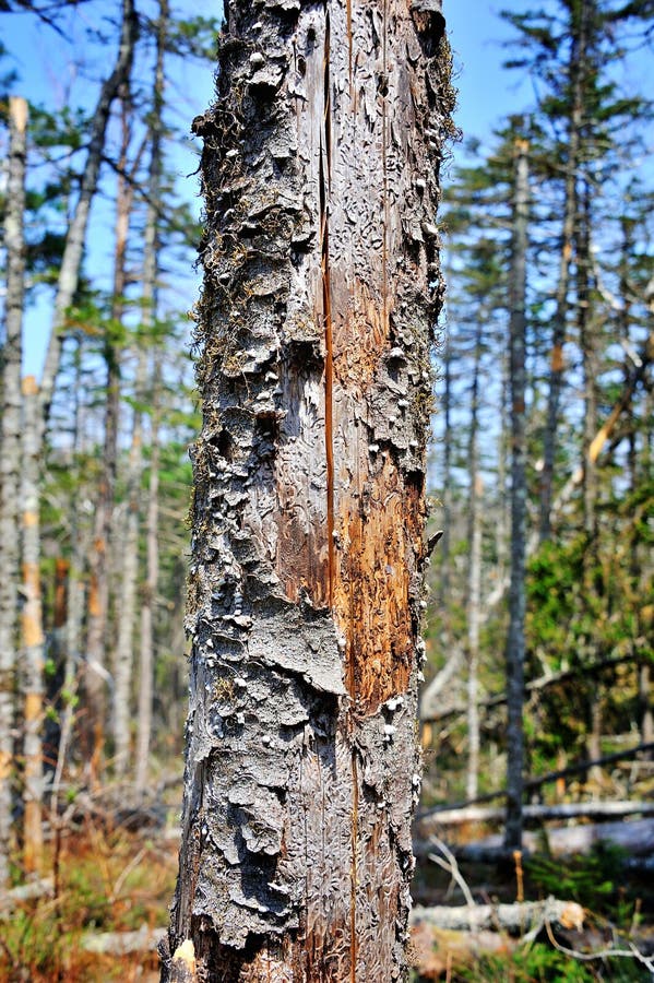 Old dried pine trunk stock photo. Image of timber, burned - 54576182