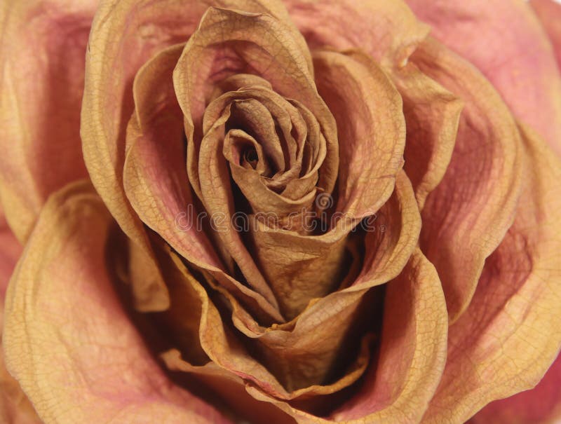 Old Dried Pink Two Tone Rose Close Up Stock Photo - Image of closeup ...